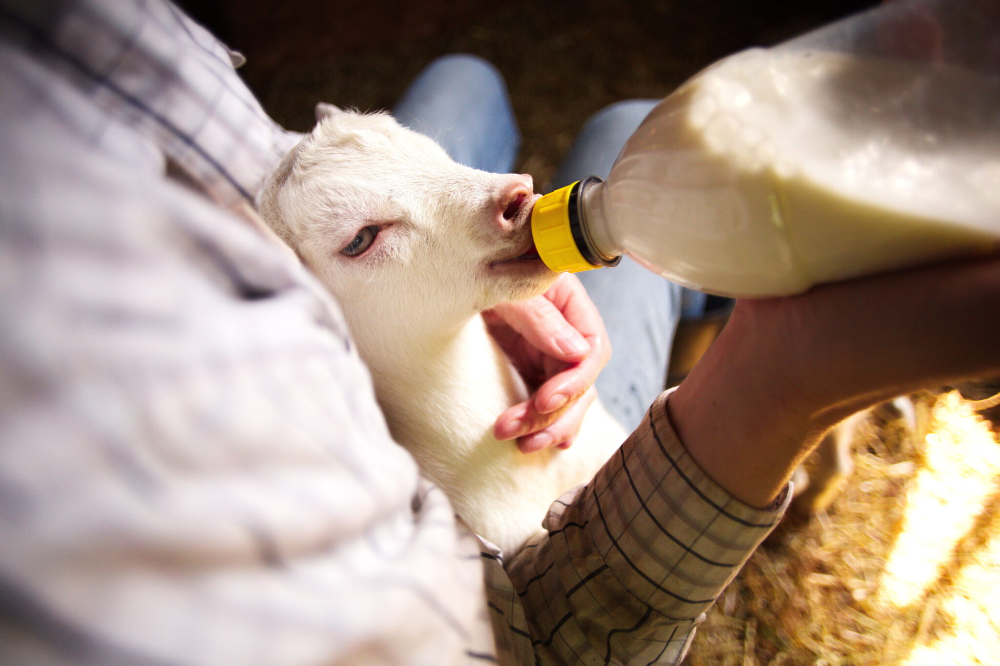 Deep Freeze! How to Keep Goats Warm in Cold Weather - Goat Journal